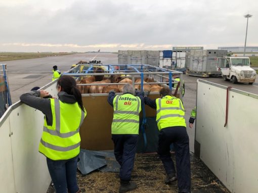 Dairy cows for Dubai Royal Dairy - InstoneAir